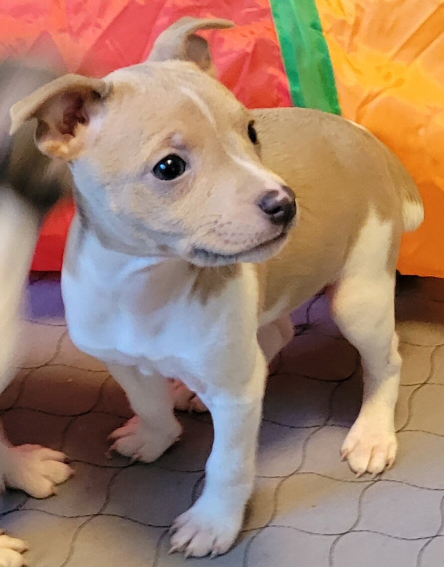 Sage's Popping Pups!